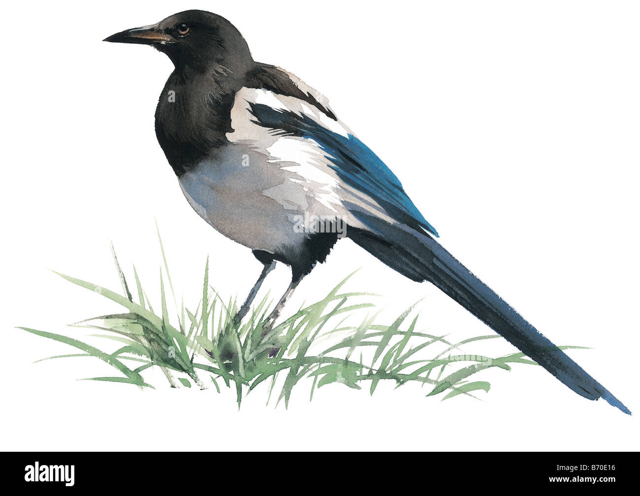 Bird standing side view close-up Stock Photo - Alamy