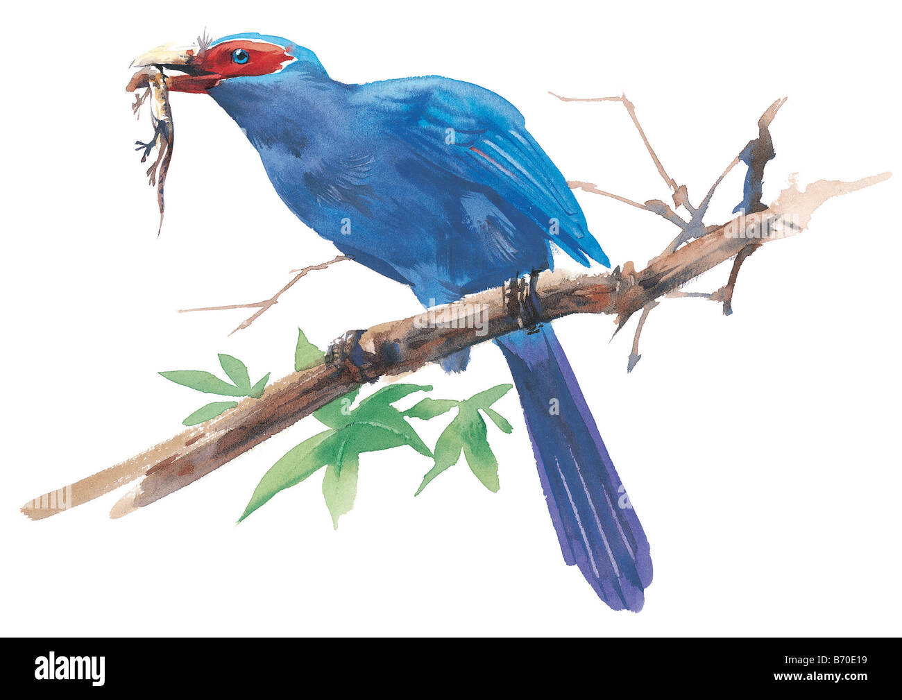 Bird on a branch Stock Photo - Alamy