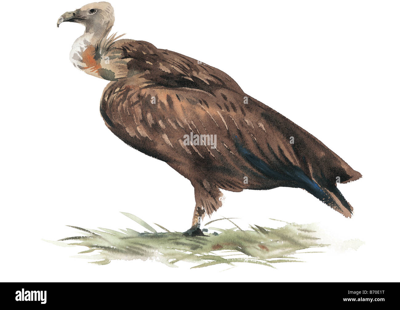 Bird standing side view close-up Stock Photo - Alamy