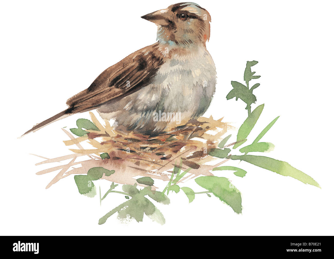 Bird standing side view close-up Stock Photo - Alamy