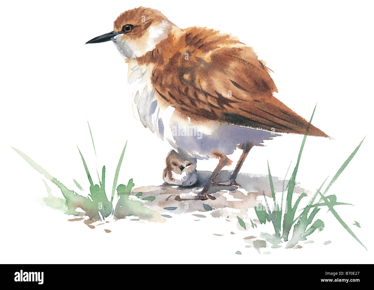 Bird standing side view close-up Stock Photo - Alamy