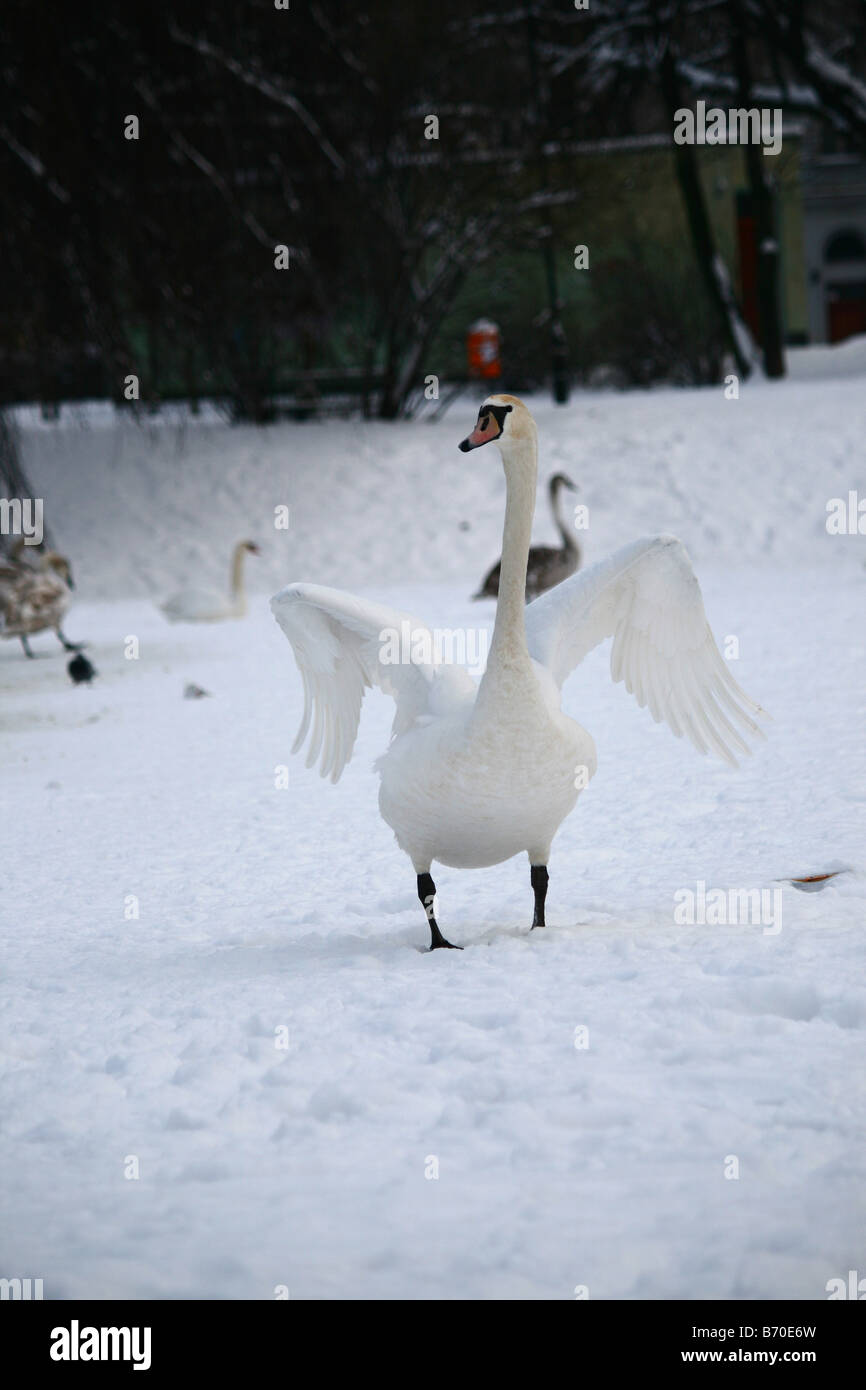 Swan in the winter hi-res stock photography and images - Alamy