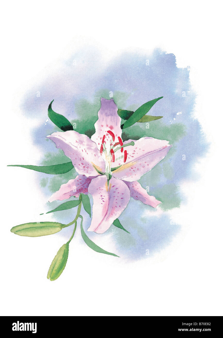 whit lily blossom Stock Photo - Alamy