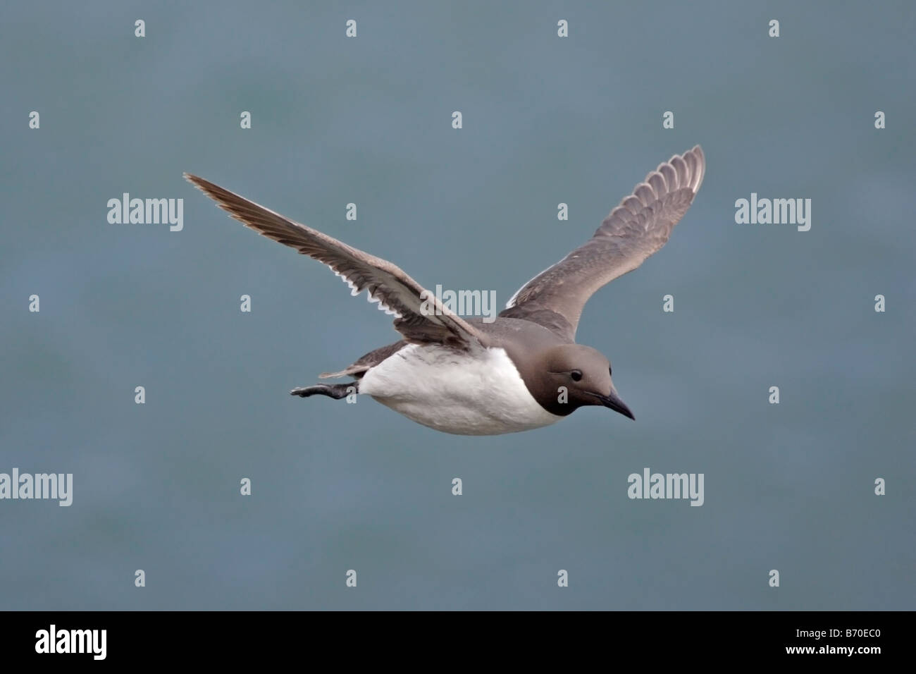 Common Guillemot in flight Stock Photo - Alamy