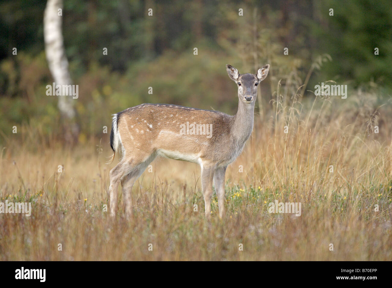 Fallow Deer Doe in the Forest of Dean Stock Photo - Alamy