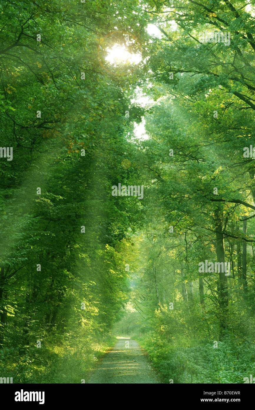 Mystic Forest in Springtime with Sun rays Stock Photo - Alamy