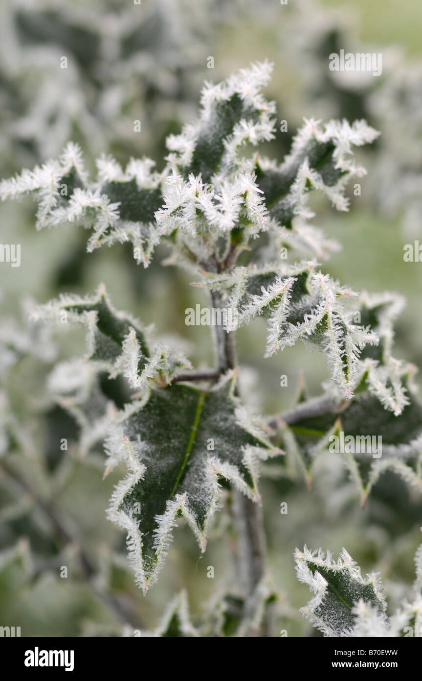 Holly leaves vertical hi-res stock photography and images - Alamy