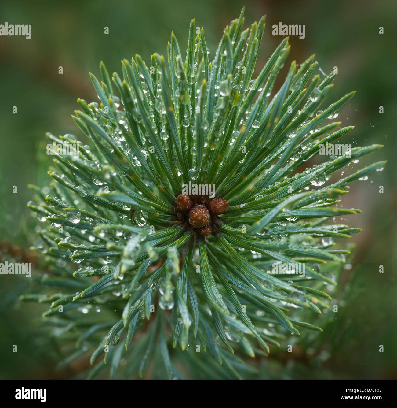 Pine bud hi-res stock photography and images - Alamy