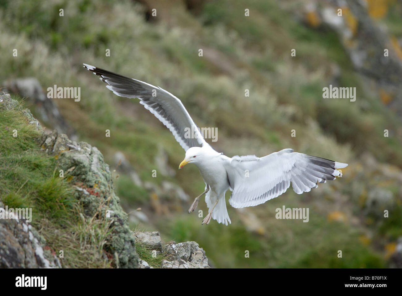Great Black-backed Gull landing on Skomer Island Stock Photo - Alamy