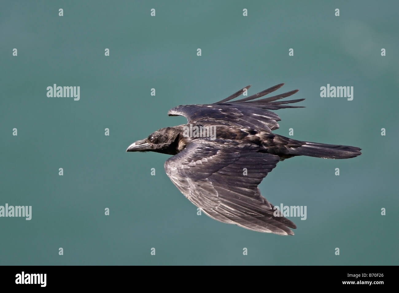 Common Raven in flight Stock Photo - Alamy