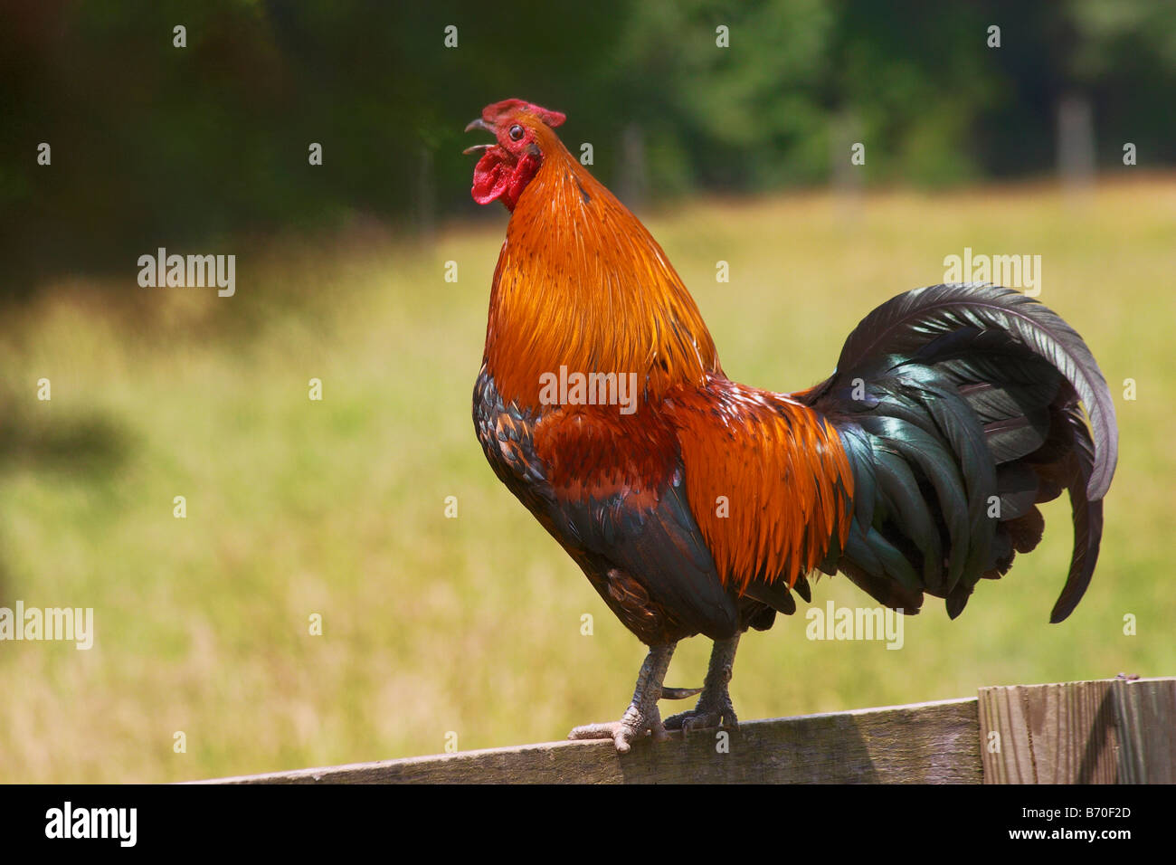 A young rooster crows on a fence in the barnyard at Gunston Hall ...