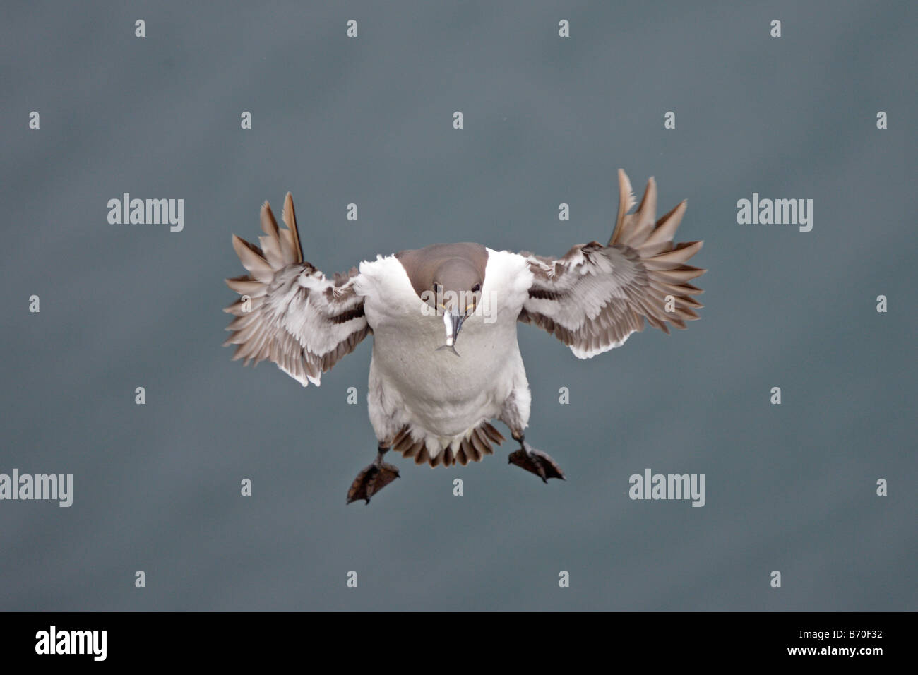 Guillemot in flight hi-res stock photography and images - Alamy