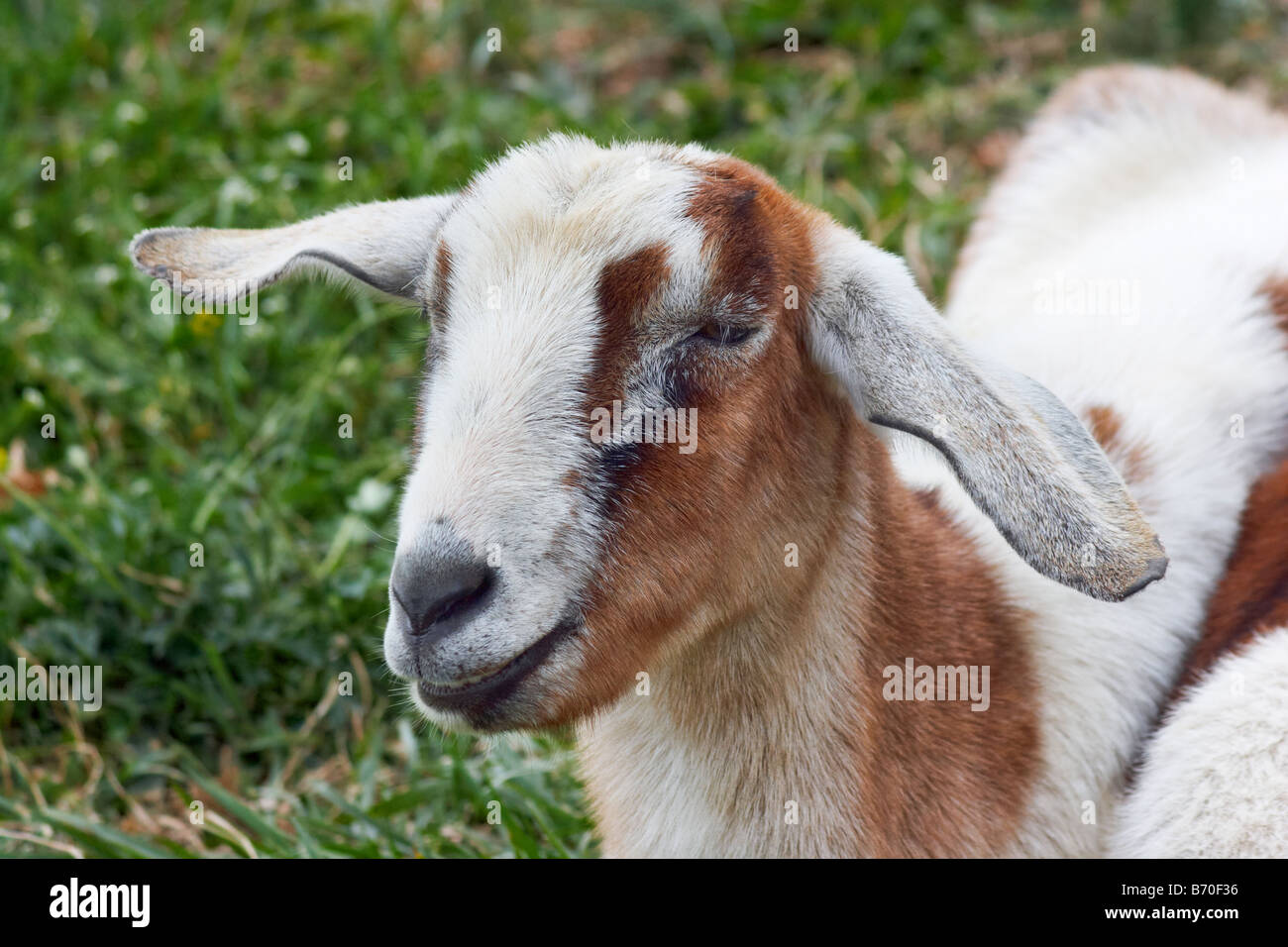 A baby goat in the barnyard at Shirley Plantation Charles City Virginia ...