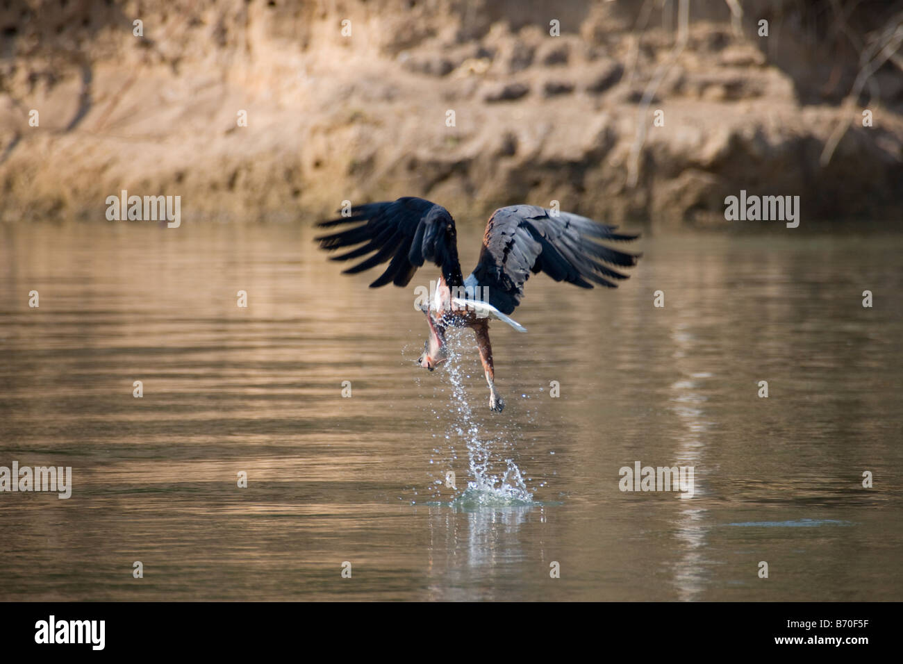 African fish eagle with fish hi-res stock photography and images - Alamy