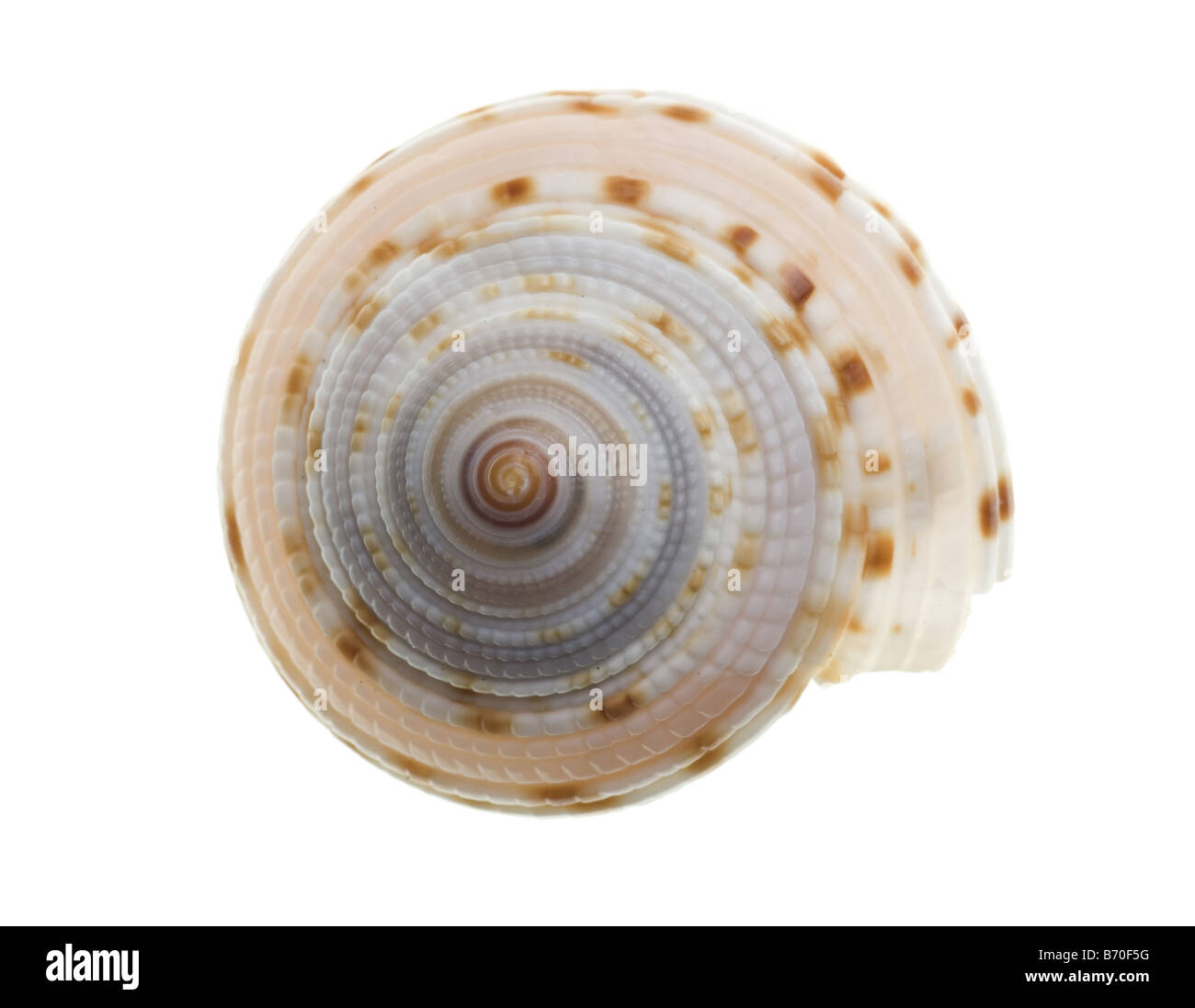 seashell isolated on white background Stock Photo - Alamy