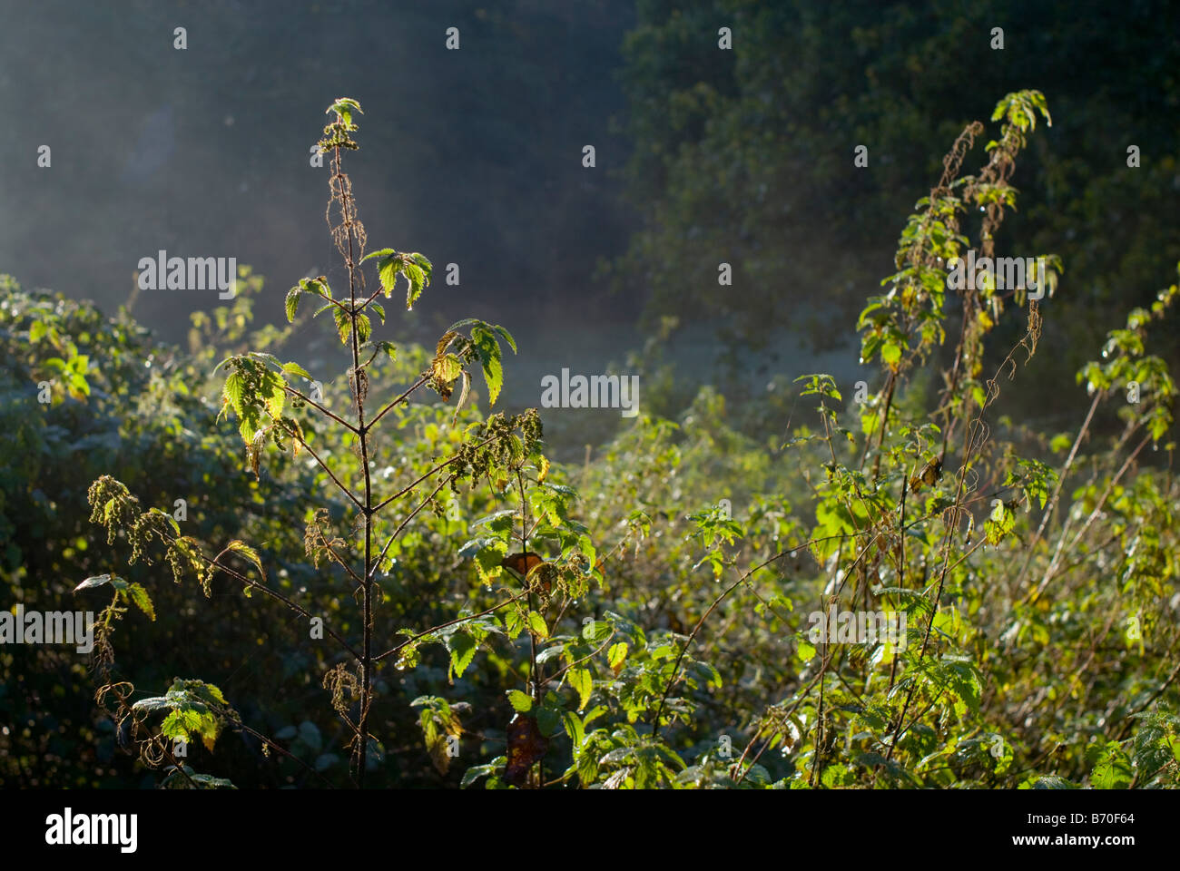 Nettles hi-res stock photography and images - Alamy