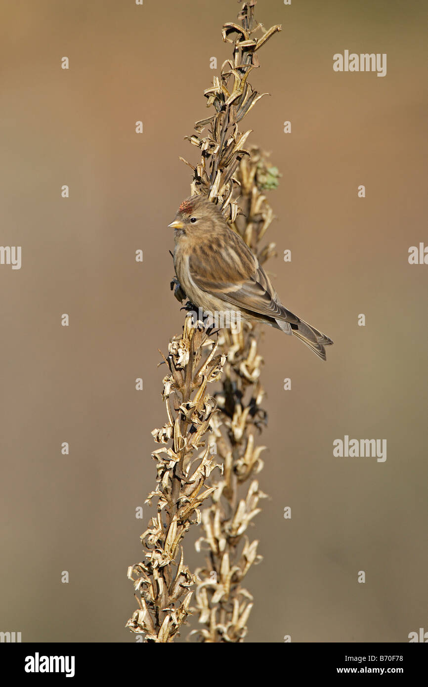 Evening primrose seed head hi-res stock photography and images - Alamy