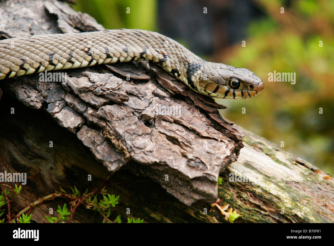 Grass Snake at the British Wildlife Centre Stock Photo - Alamy