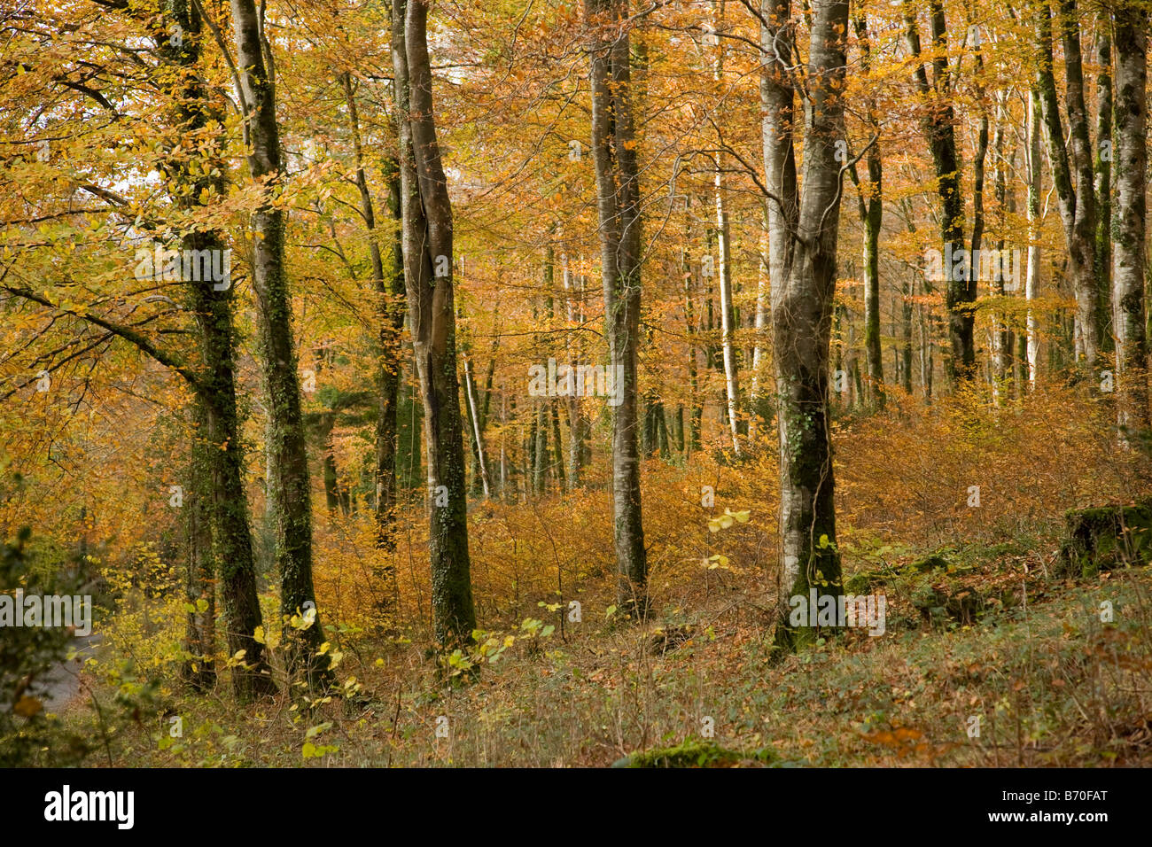 Scenic view beech trees hi-res stock photography and images - Alamy