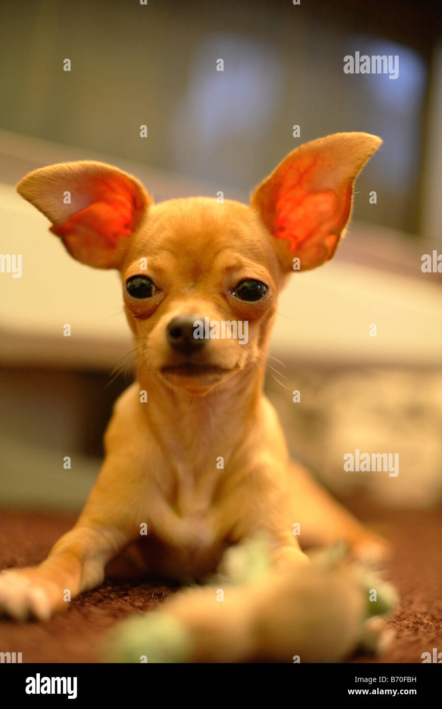 Chiwawa Dog High Resolution Stock Photography and Images - Alamy