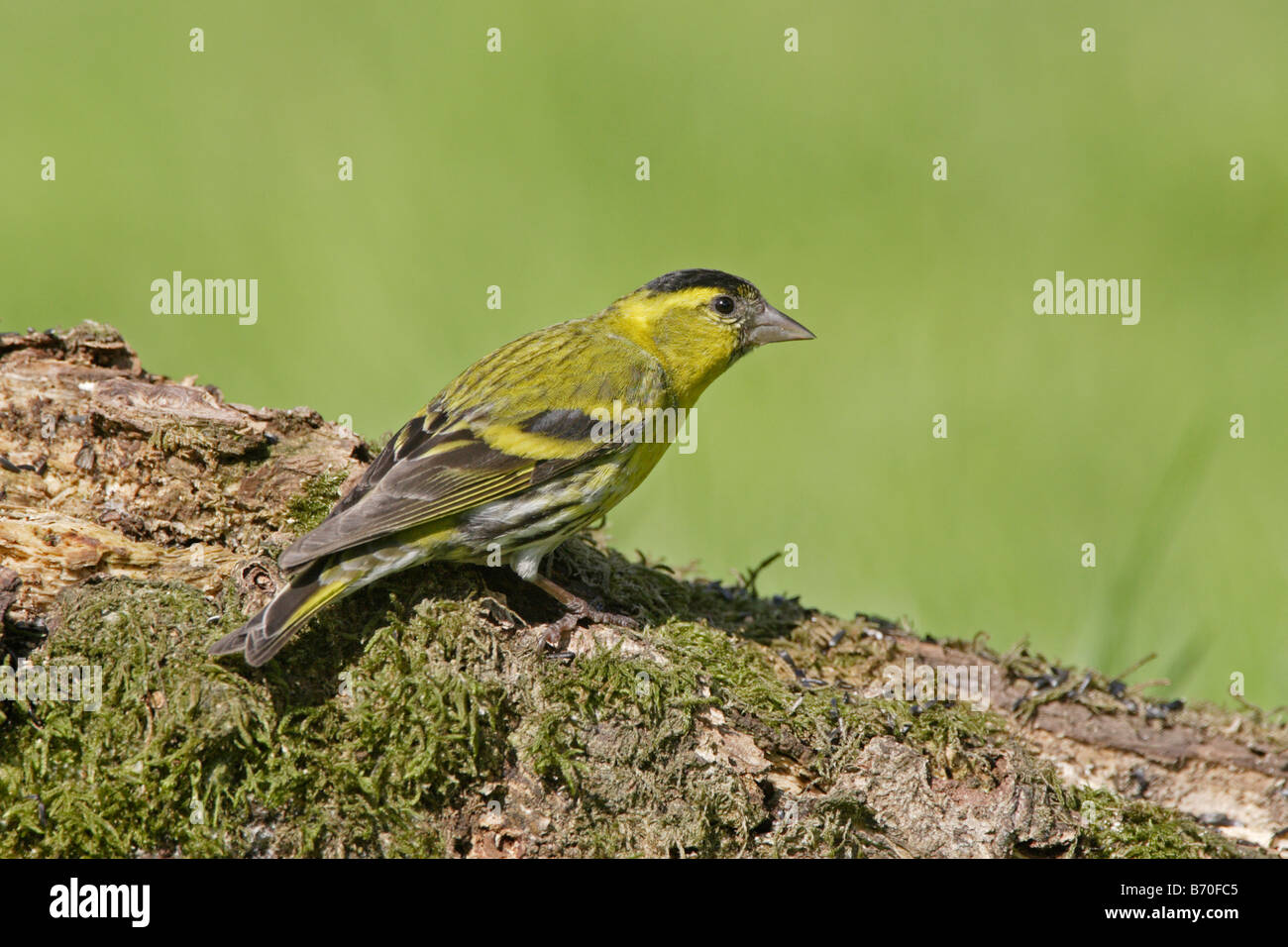 Eurasian Siskin male Carduelis spinus Stock Photo - Alamy
