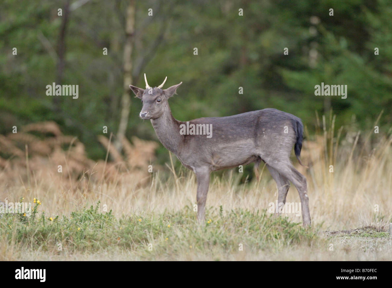 Young Fallow Deer Buck Stock Photo - Alamy