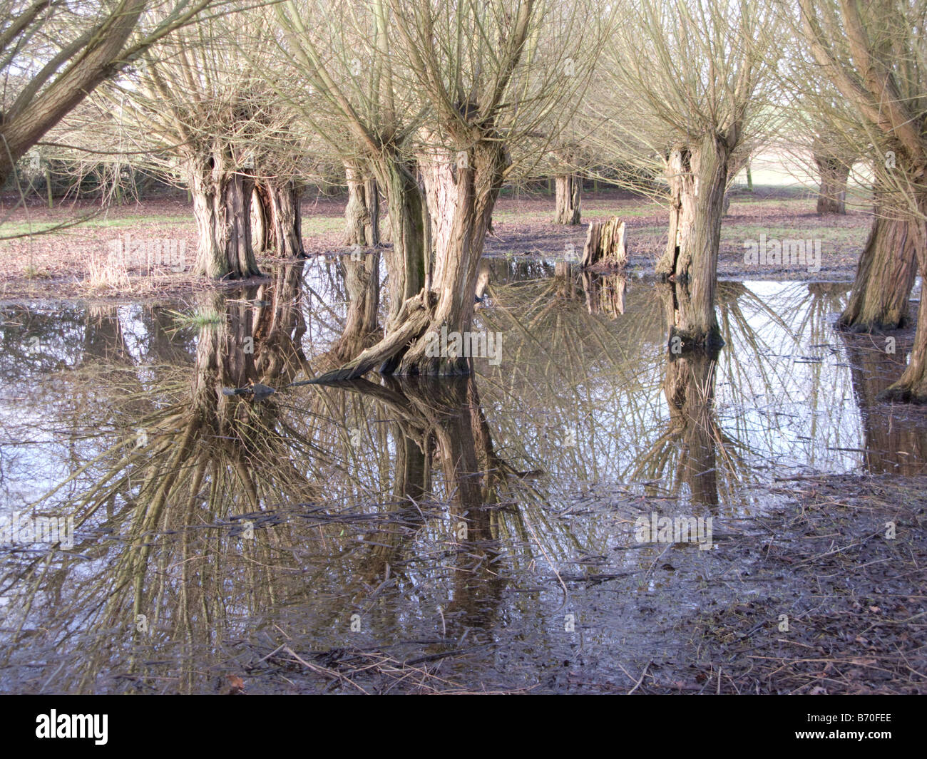 Willow Pool High Resolution Stock Photography and Images - Alamy