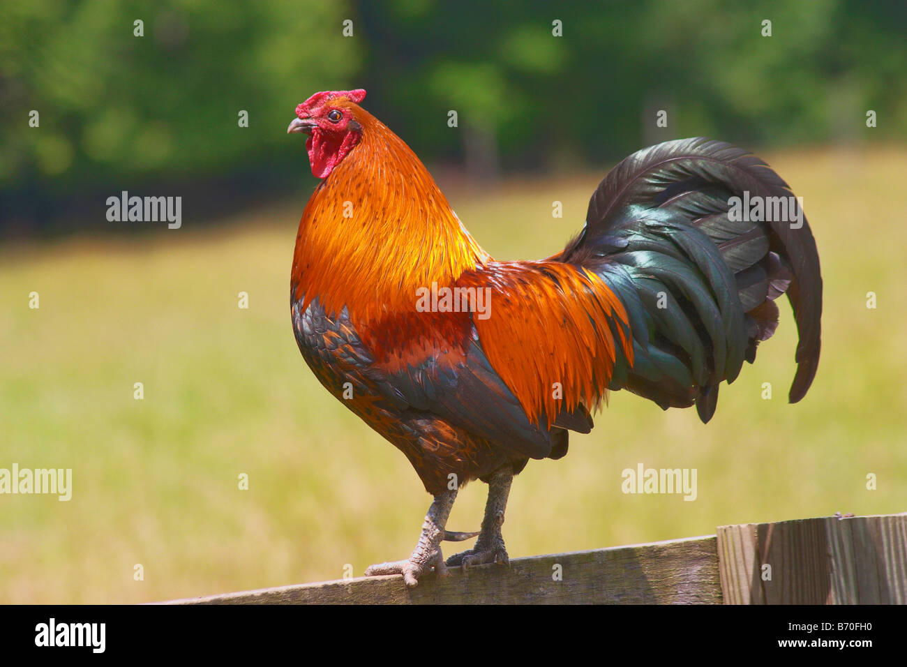 A young rooster perched on a fence in the barnyard at Gunston Hall ...
