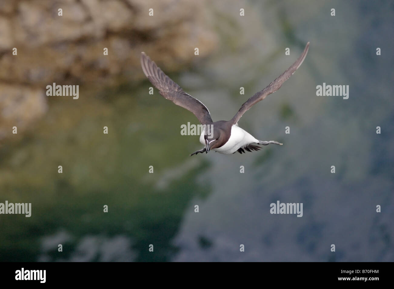 Razorbill in flight Stock Photo - Alamy