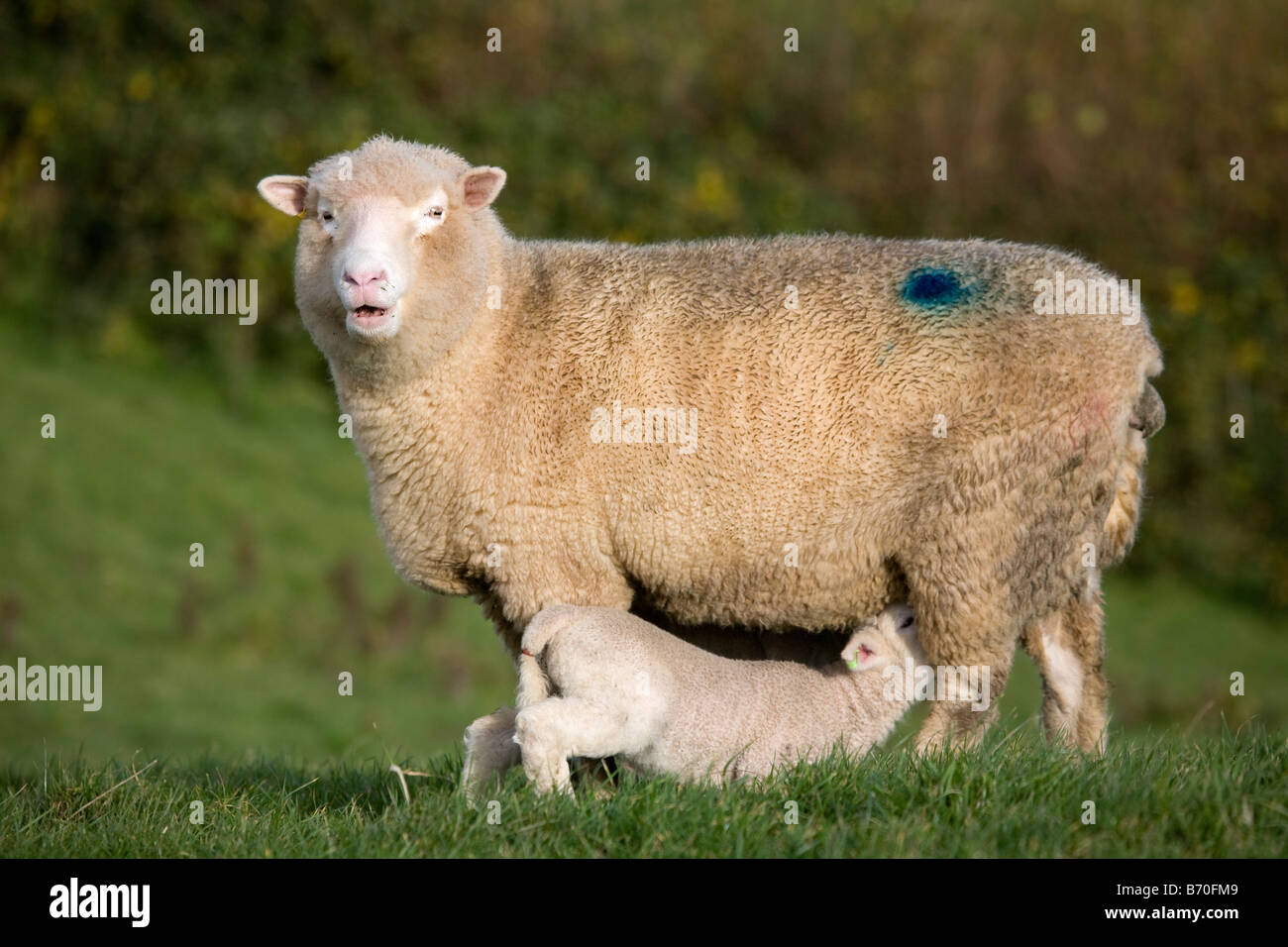 Ewe and suckling lamb hi-res stock photography and images - Alamy