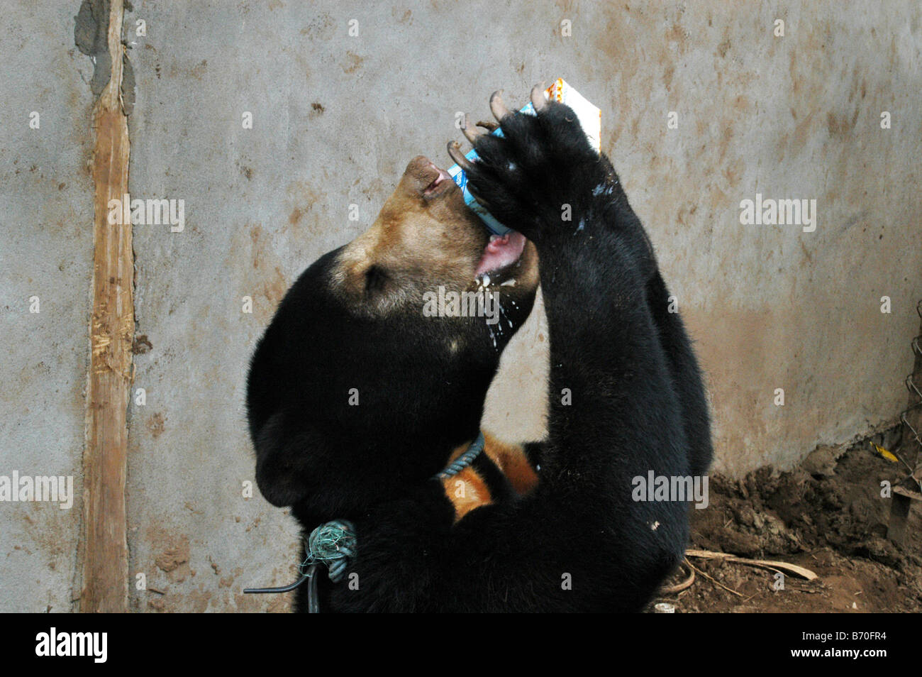 Thailand Baby Giant Panda Ailuropoda melanoleuca drinking a glass of ...