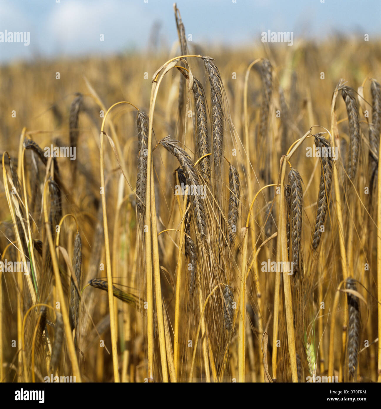 Ears black barley ethiopian variety hi-res stock photography and images ...