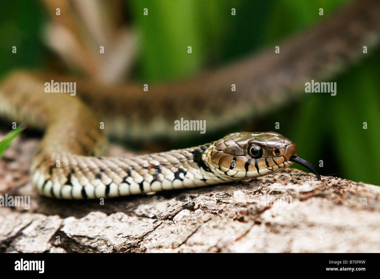 Grass Snake Uk High Resolution Stock Photography and Images - Alamy