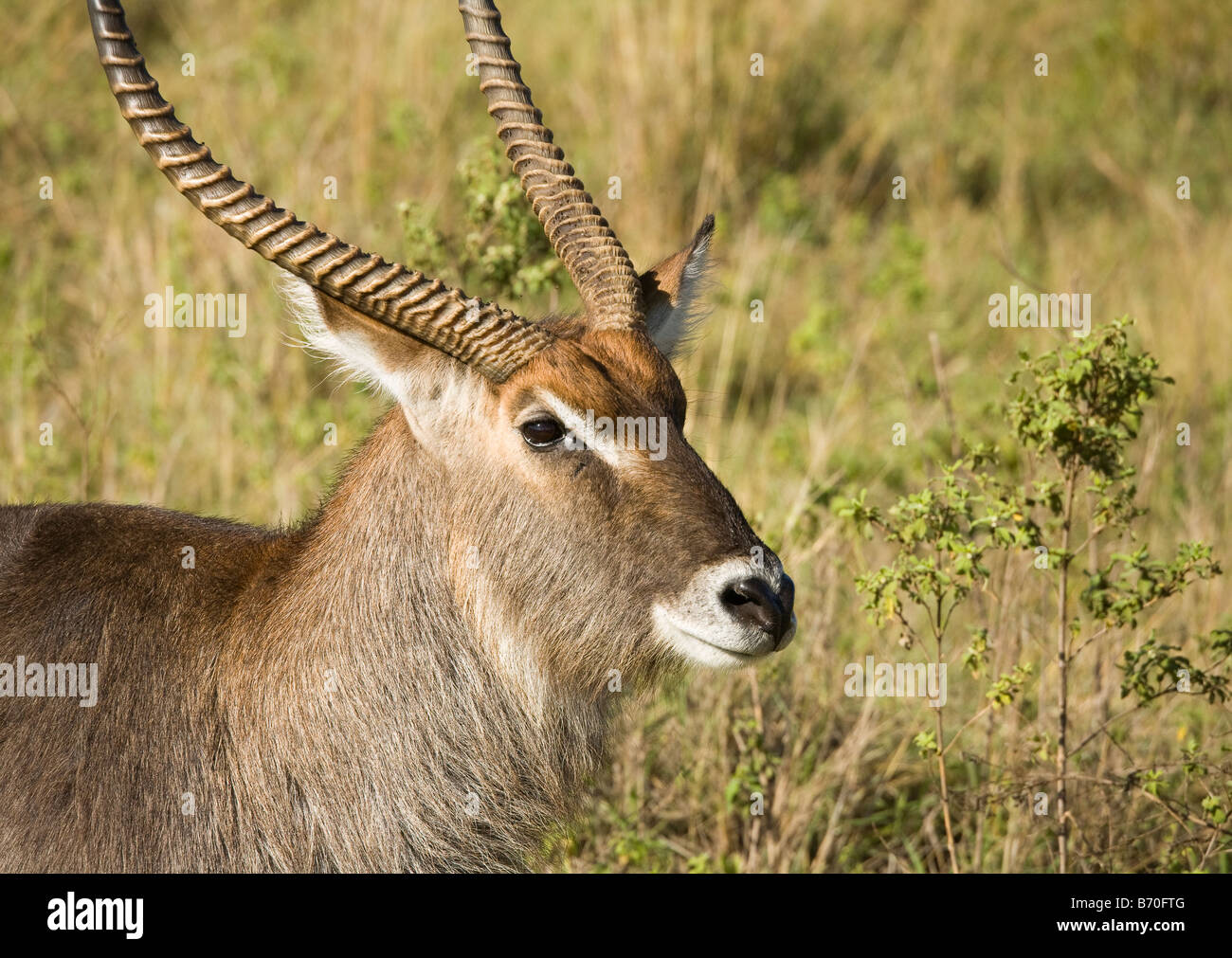 Waterbuck in the Masai Mara in Kenya Stock Photo - Alamy