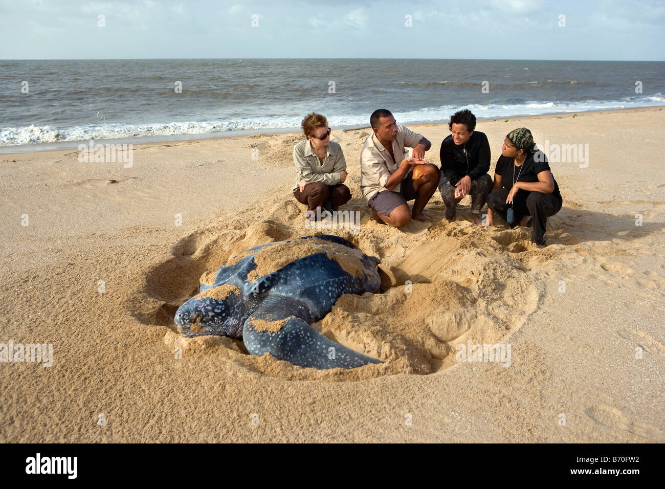 Suriname, Matapica National Park. Leatherback turtle laying eggs ...