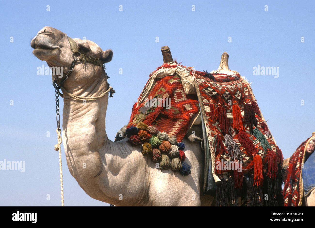 Camel with colored blanket posing against a blue sky Stock Photo - Alamy
