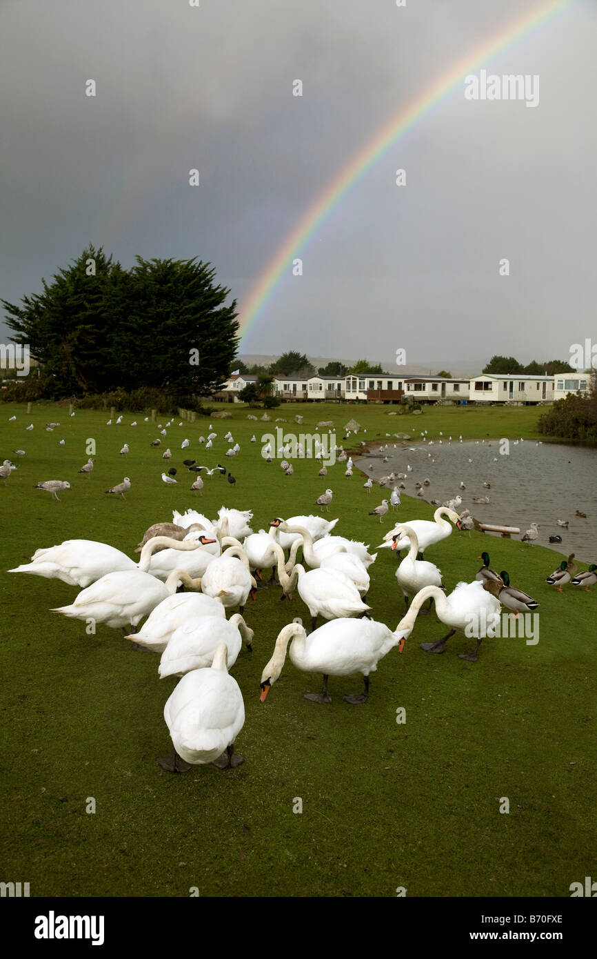 swans feeding at par beach pond cornwall Stock Photo - Alamy