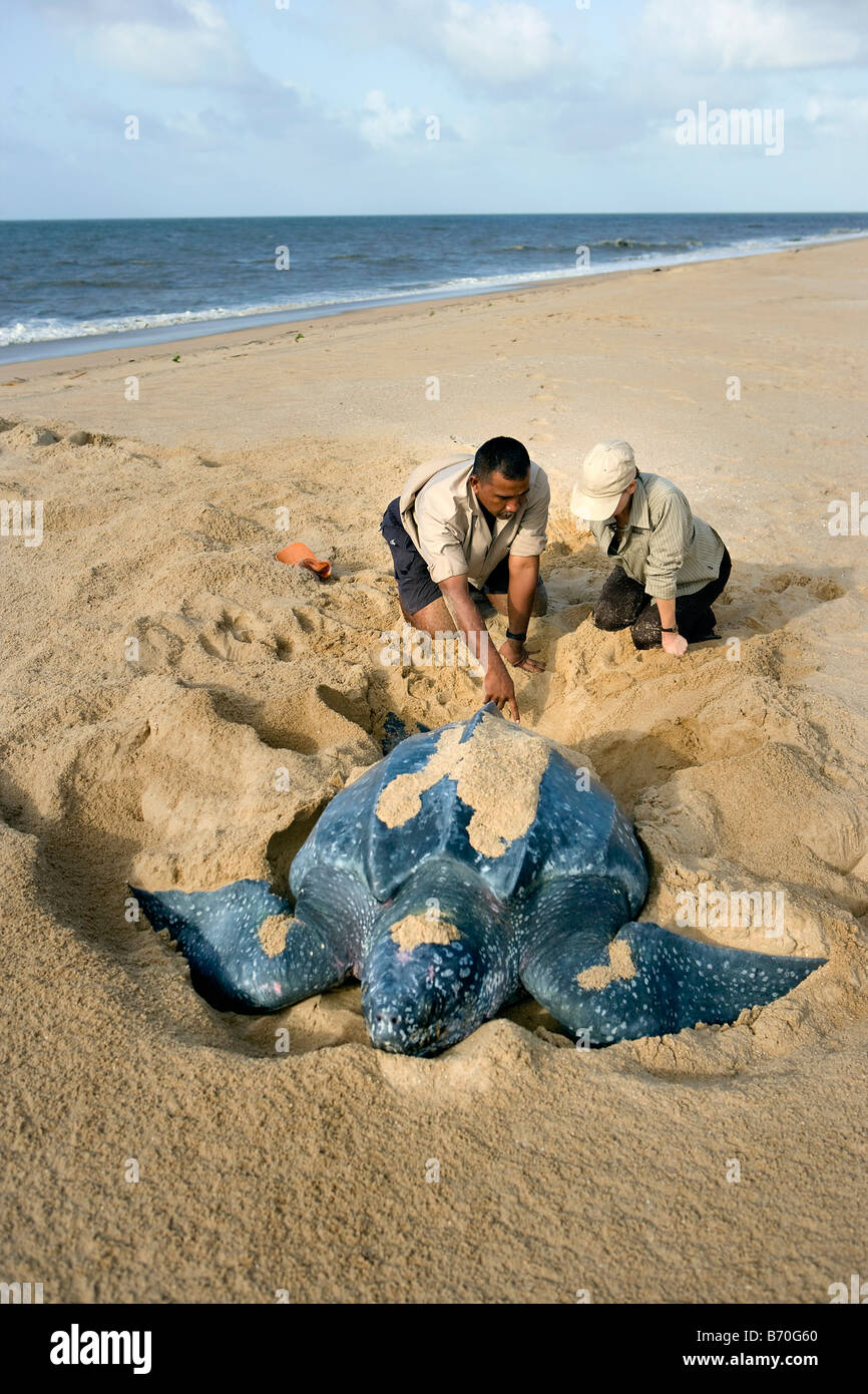 Suriname, Matapica National Park. Leatherback turtle laying eggs ...