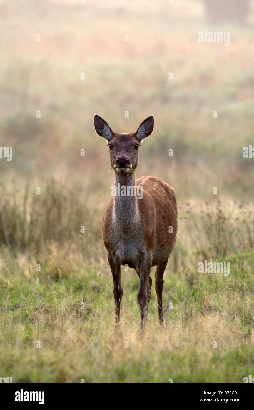 Red doe hi-res stock photography and images - Alamy