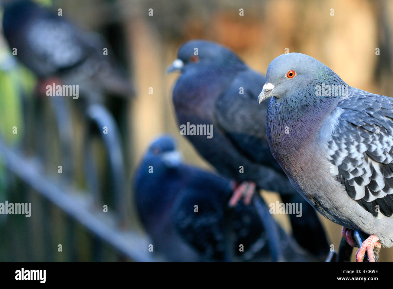 pigeons on the fence, St Stephen's Green, Dublin, Ireland Stock Photo ...