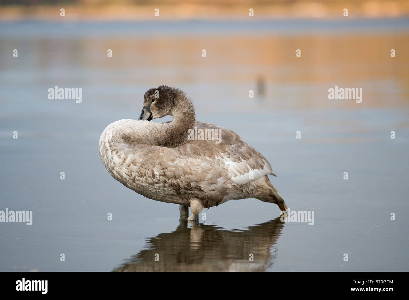 Juvenile white swan, Sweden Stock Photo - Alamy