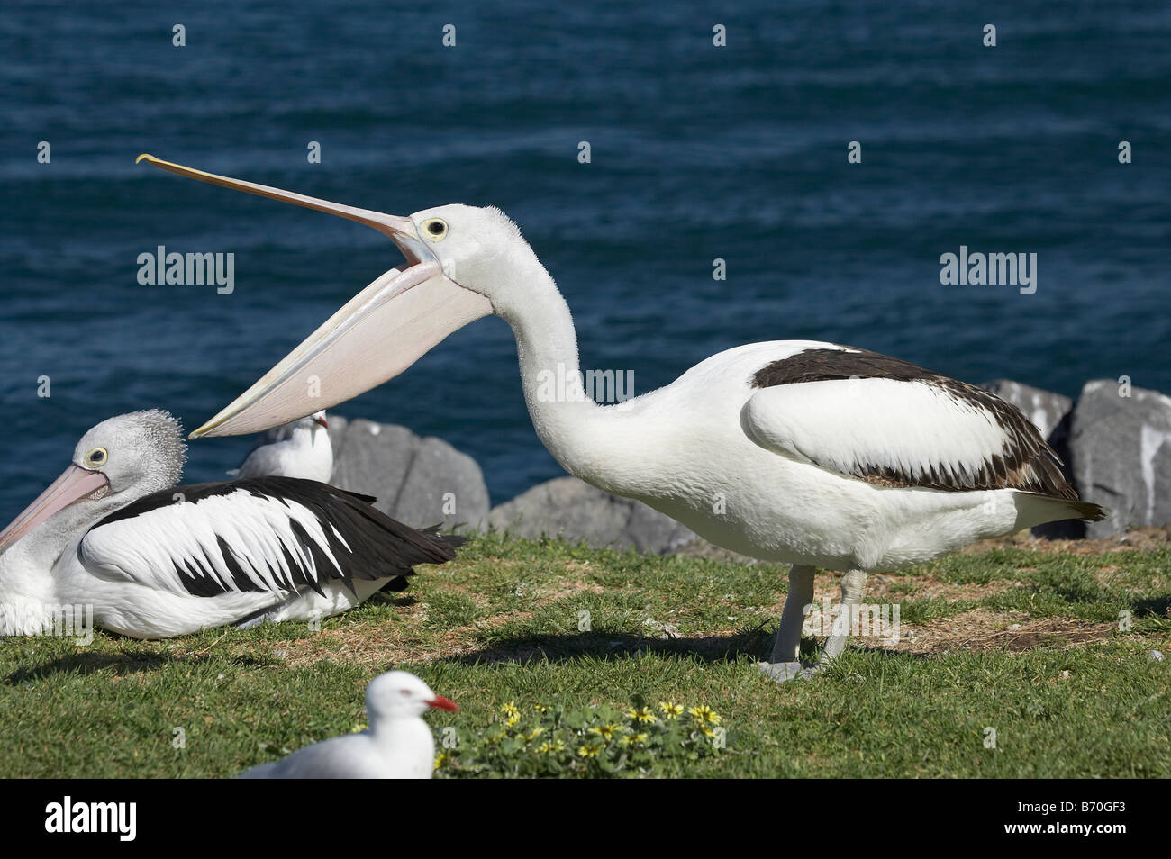 Australian Pelican Pelecanus conspicillatus Blacksmiths Swansea Channel ...