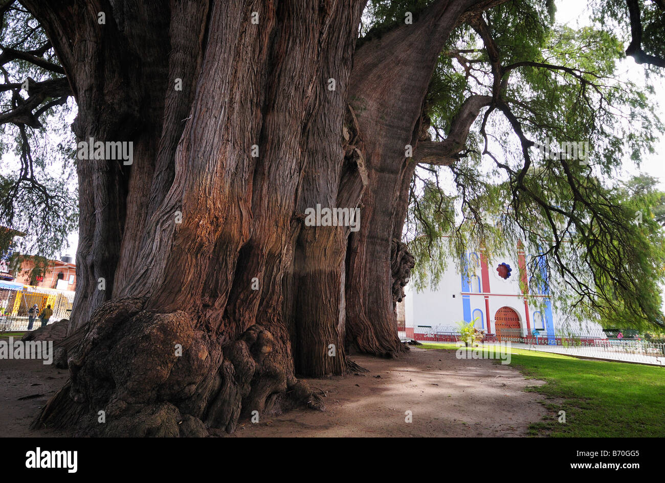 The tule tree hi-res stock photography and images - Alamy