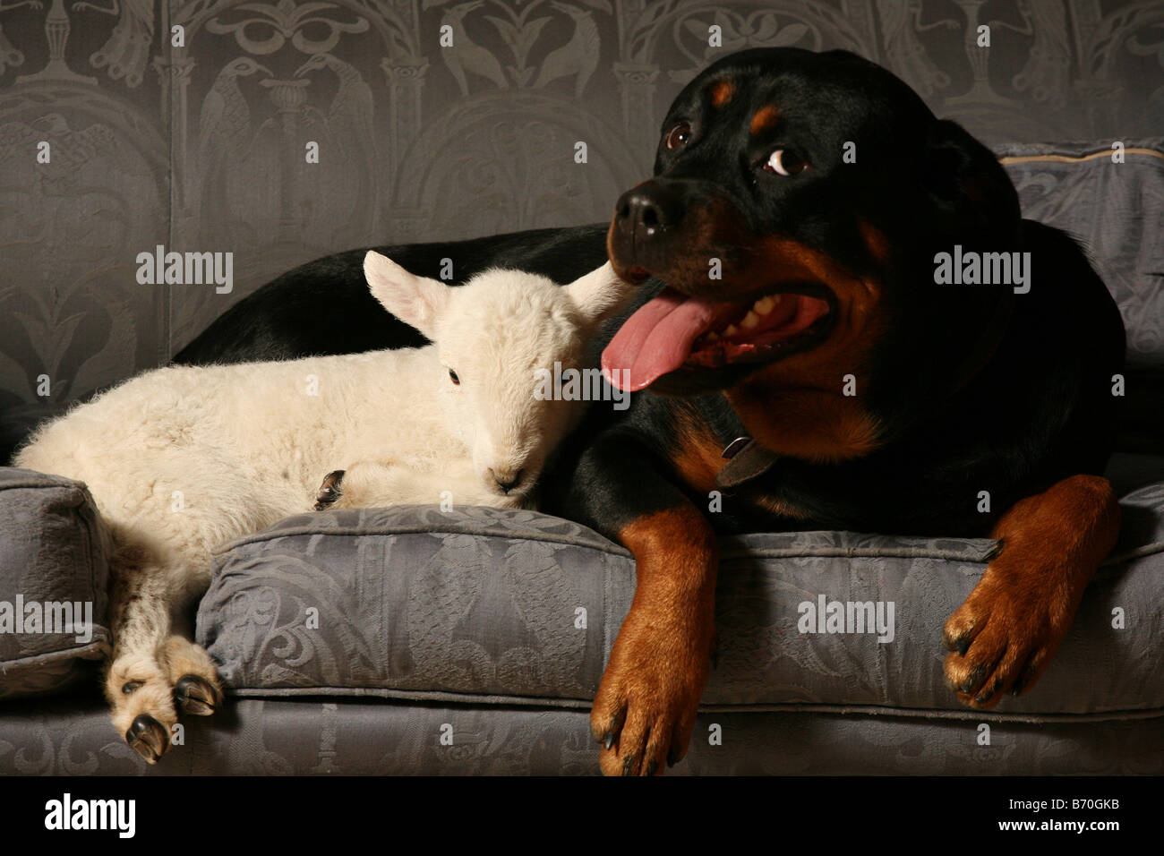 Orphan lamb hi-res stock photography and images - Alamy