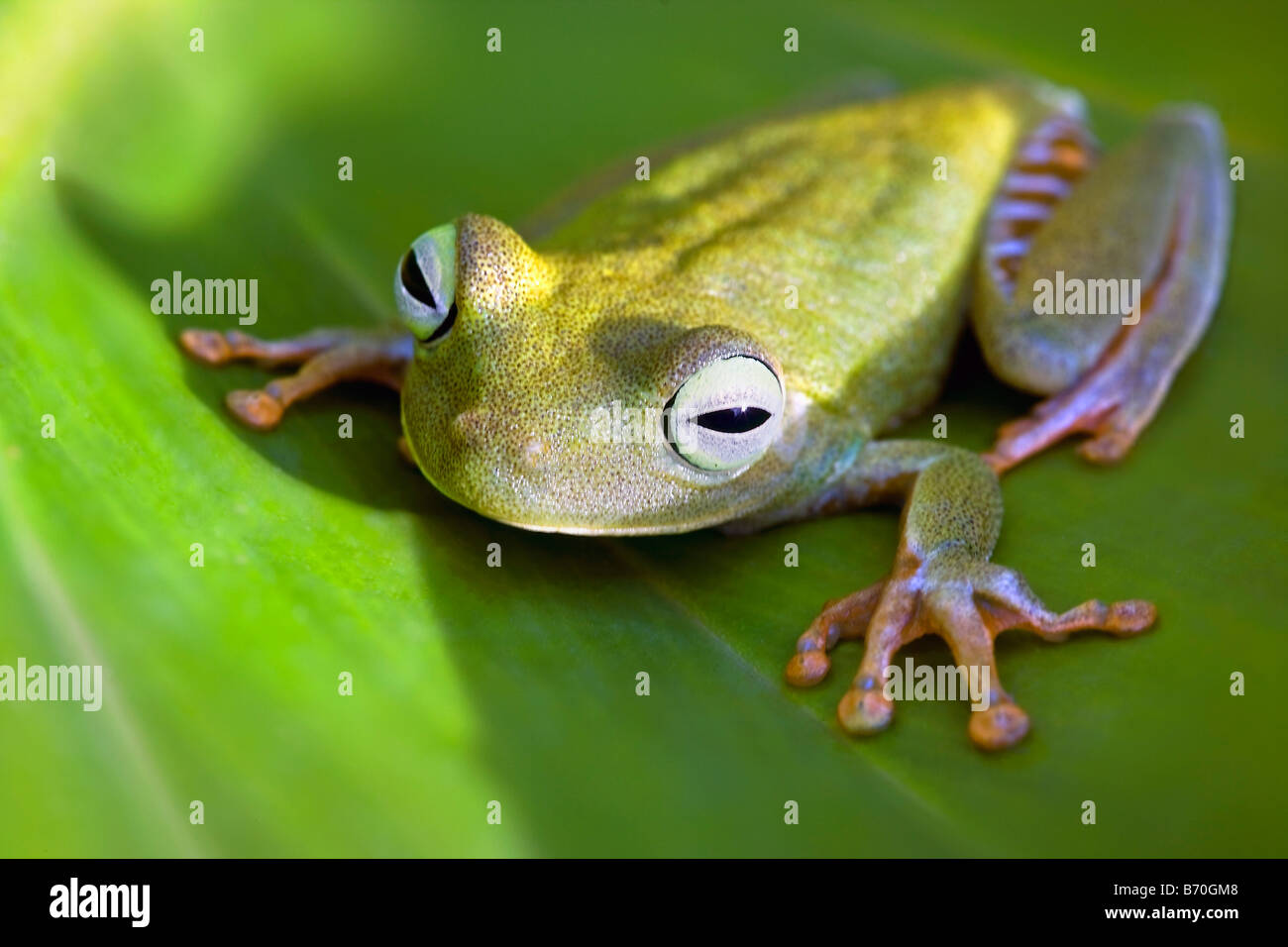 Suriname, Brownsweg, Brownsberg National Park. Orange Legged Tree Frog ...