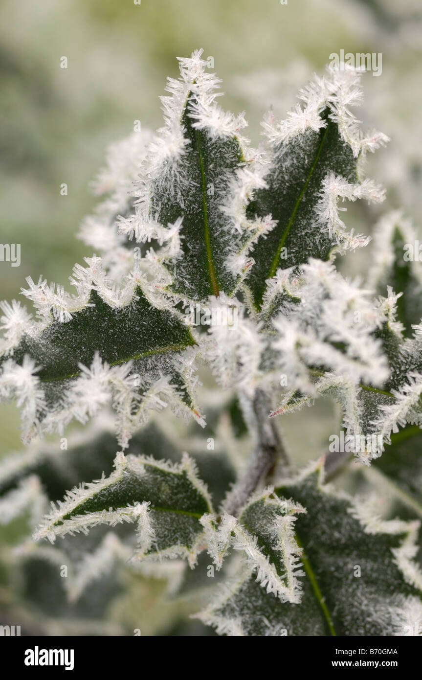 Holly covered with frost hi-res stock photography and images - Alamy