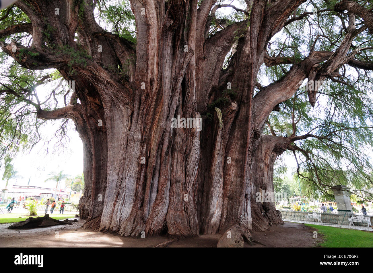The tule tree hi-res stock photography and images - Alamy