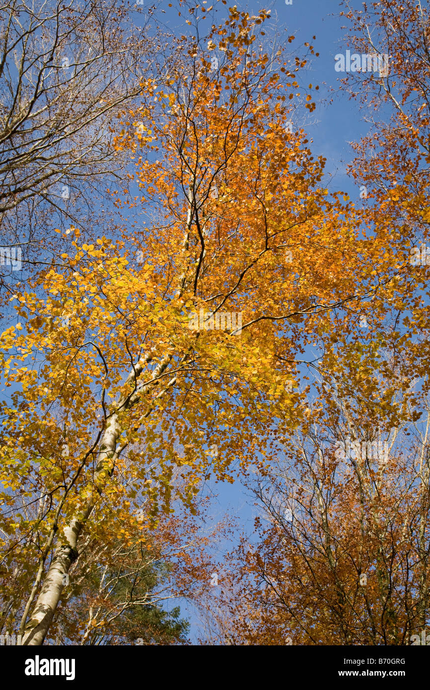 autumn colour at leball wood cornwall Stock Photo - Alamy