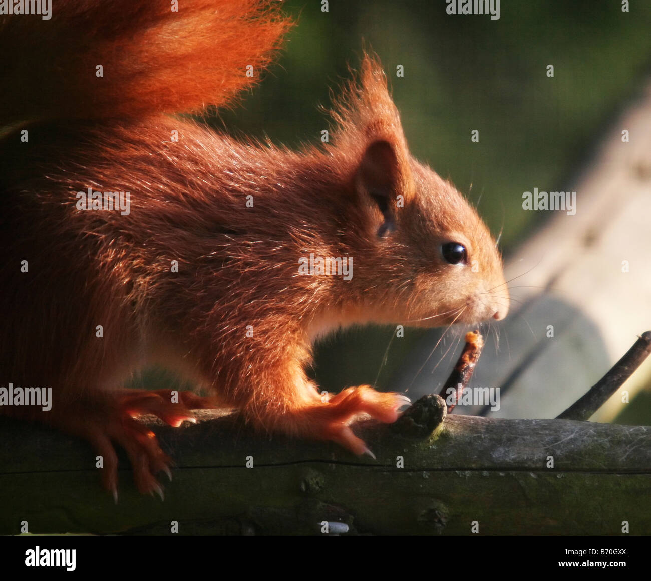 Red Squirrel eating at the British Wildlife Centre, Surrey, UK Stock ...