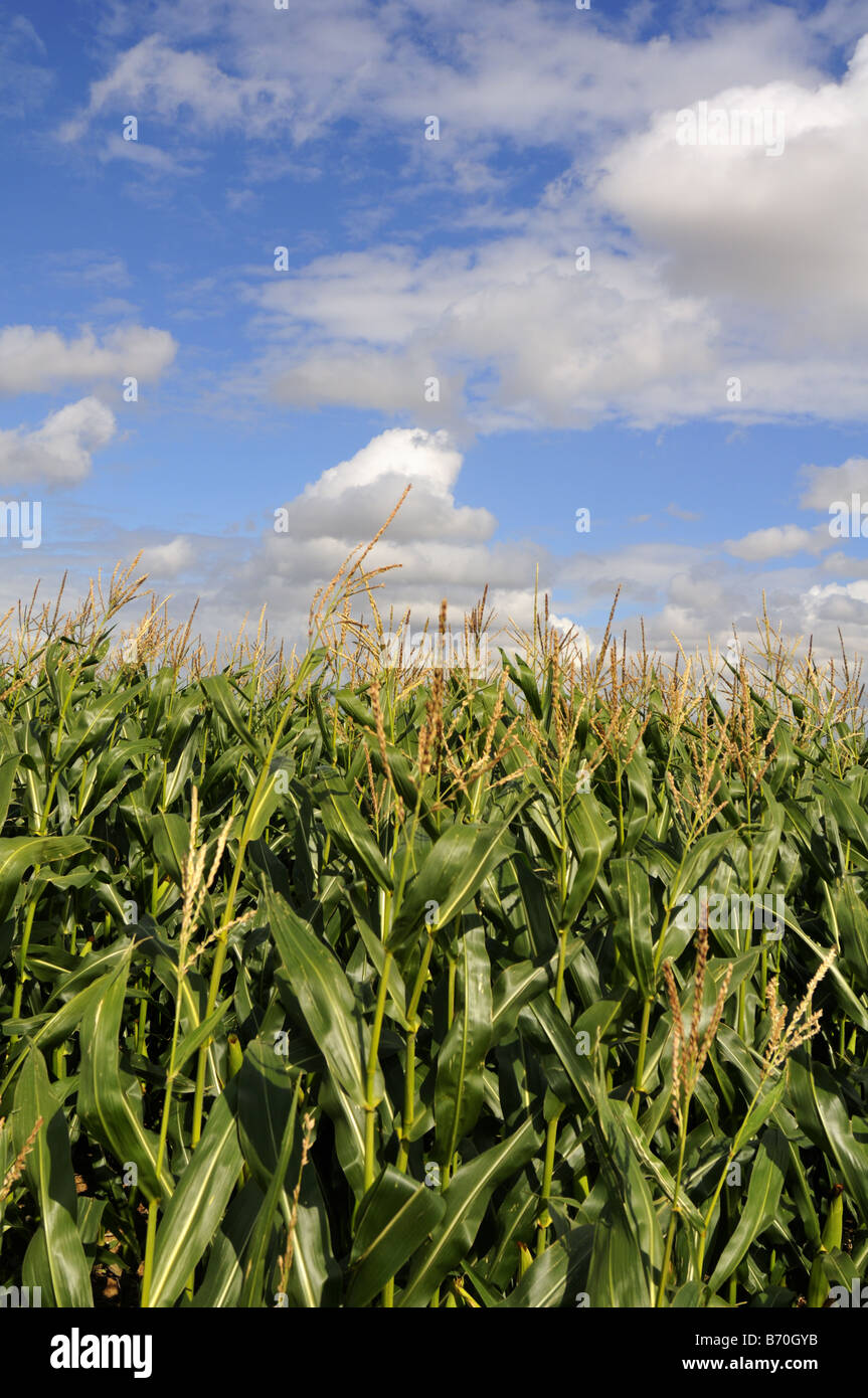 Picardie corn field France Stock Photo - Alamy